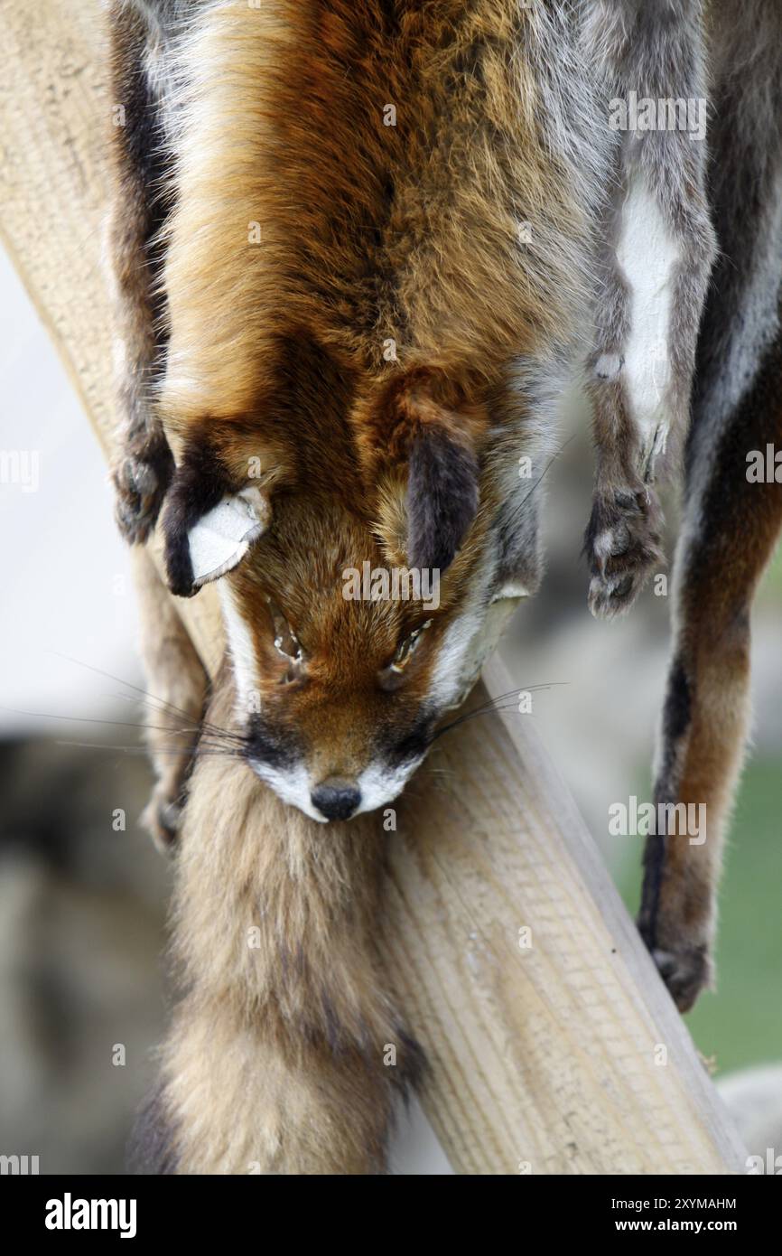 Mammal skin predator fox hi-res stock photography and images - Alamy