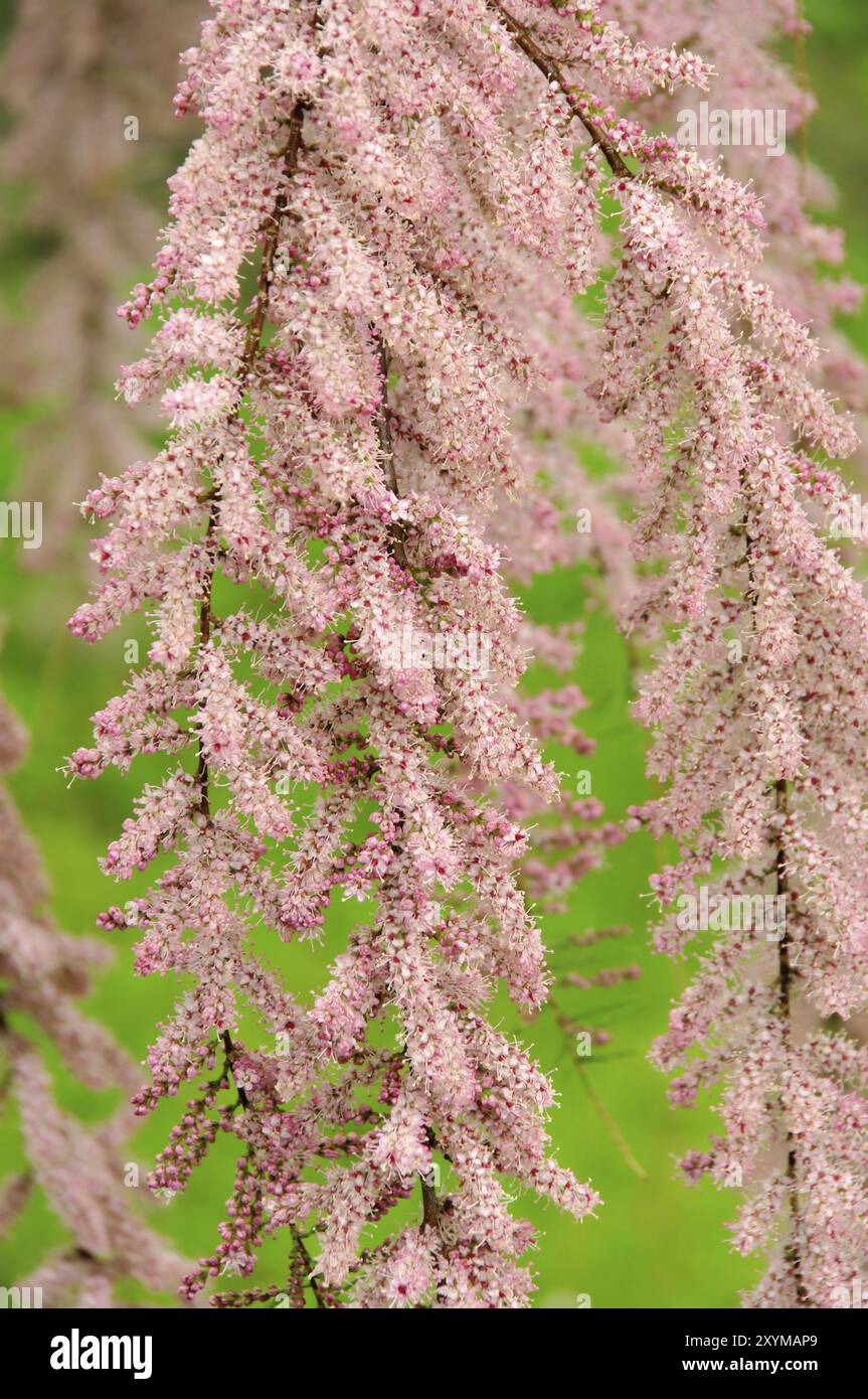 Tamarisk, Tamarix 01 Stock Photo - Alamy