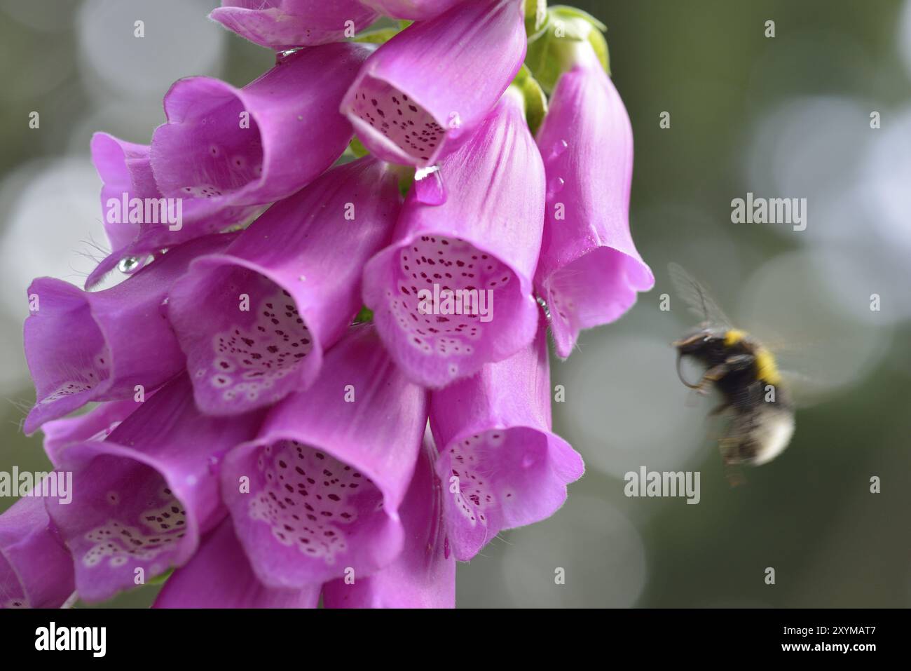 Bumblebees foxgloves hi-res stock photography and images - Alamy