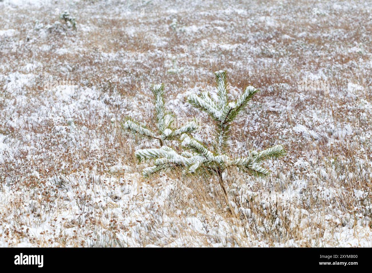 Bog meadows winter hi-res stock photography and images - Alamy