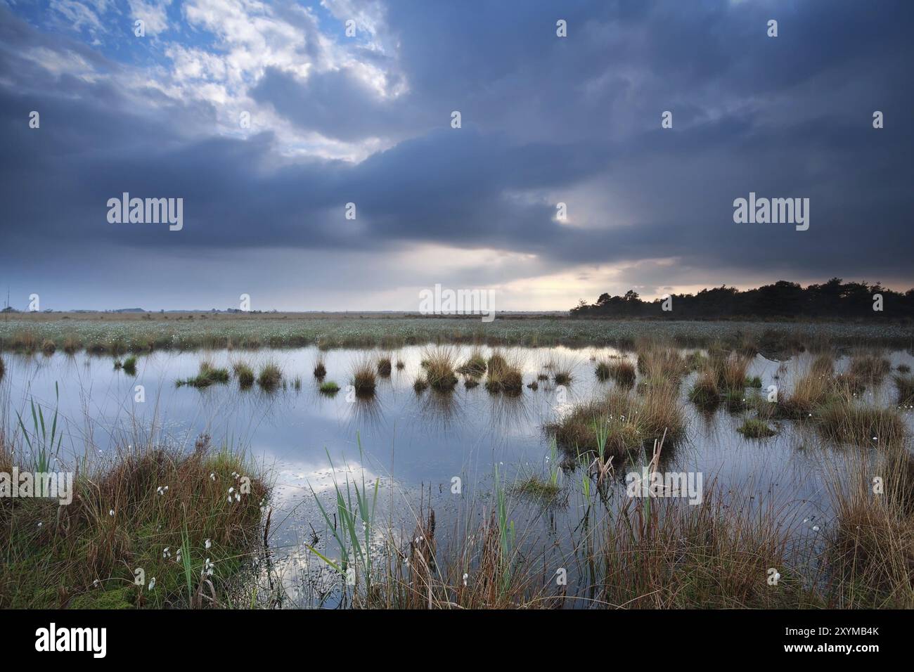 rainy sky over swamp in summer, Drenthe, Netherlands Stock Photo - Alamy