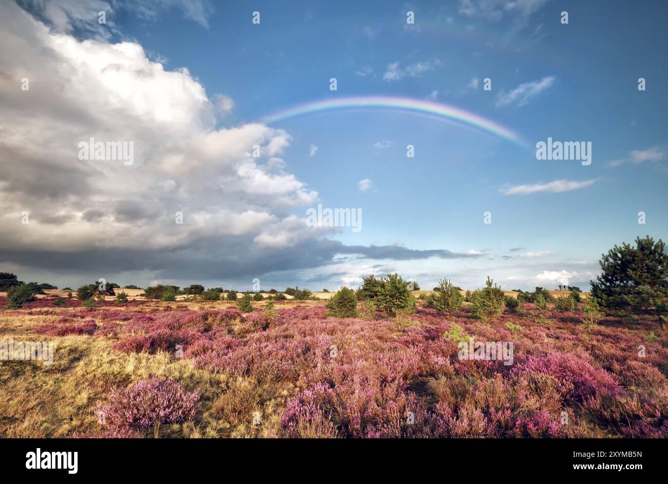 Field flowers rainbow colors hi-res stock photography and images - Alamy