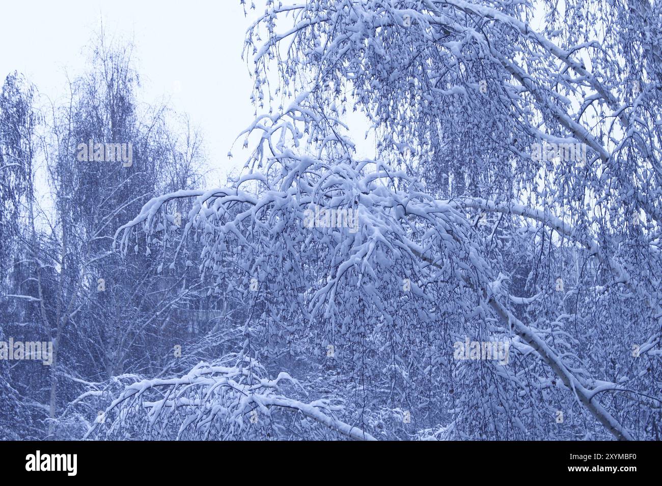 Flurry weather winter flakes hi-res stock photography and images - Alamy