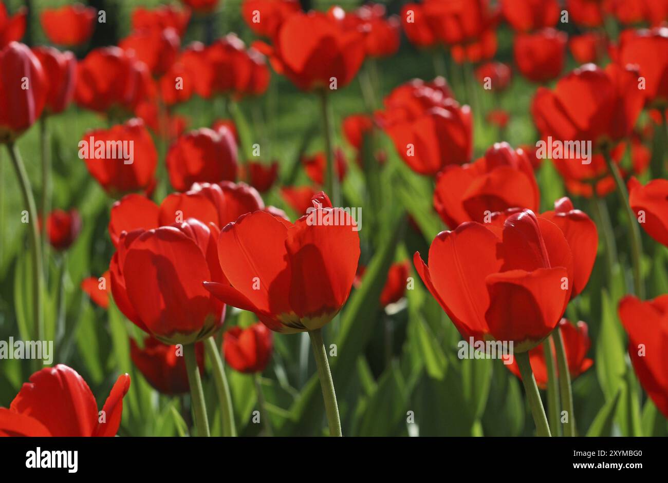 Flower bed covered with tulips hi-res stock photography and images - Alamy