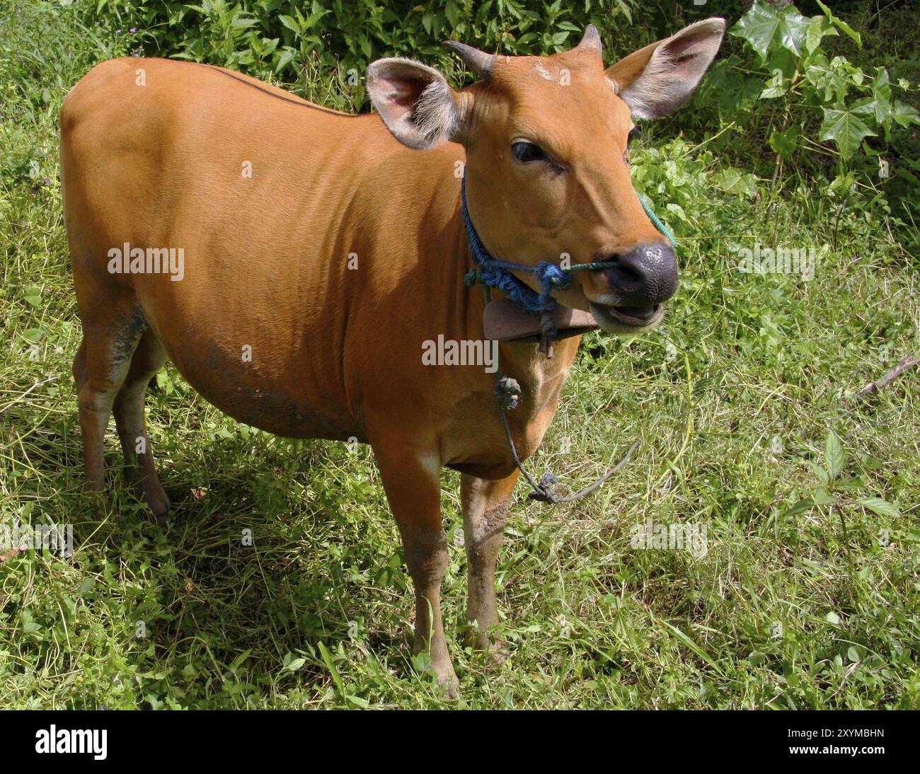 Cow on Lombok Indonesia Stock Photo - Alamy