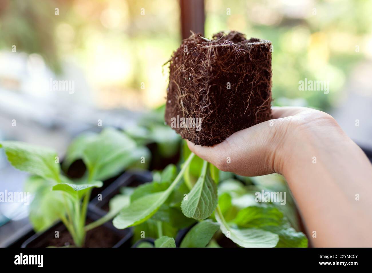 Foxglove seedling hi-res stock photography and images - Alamy