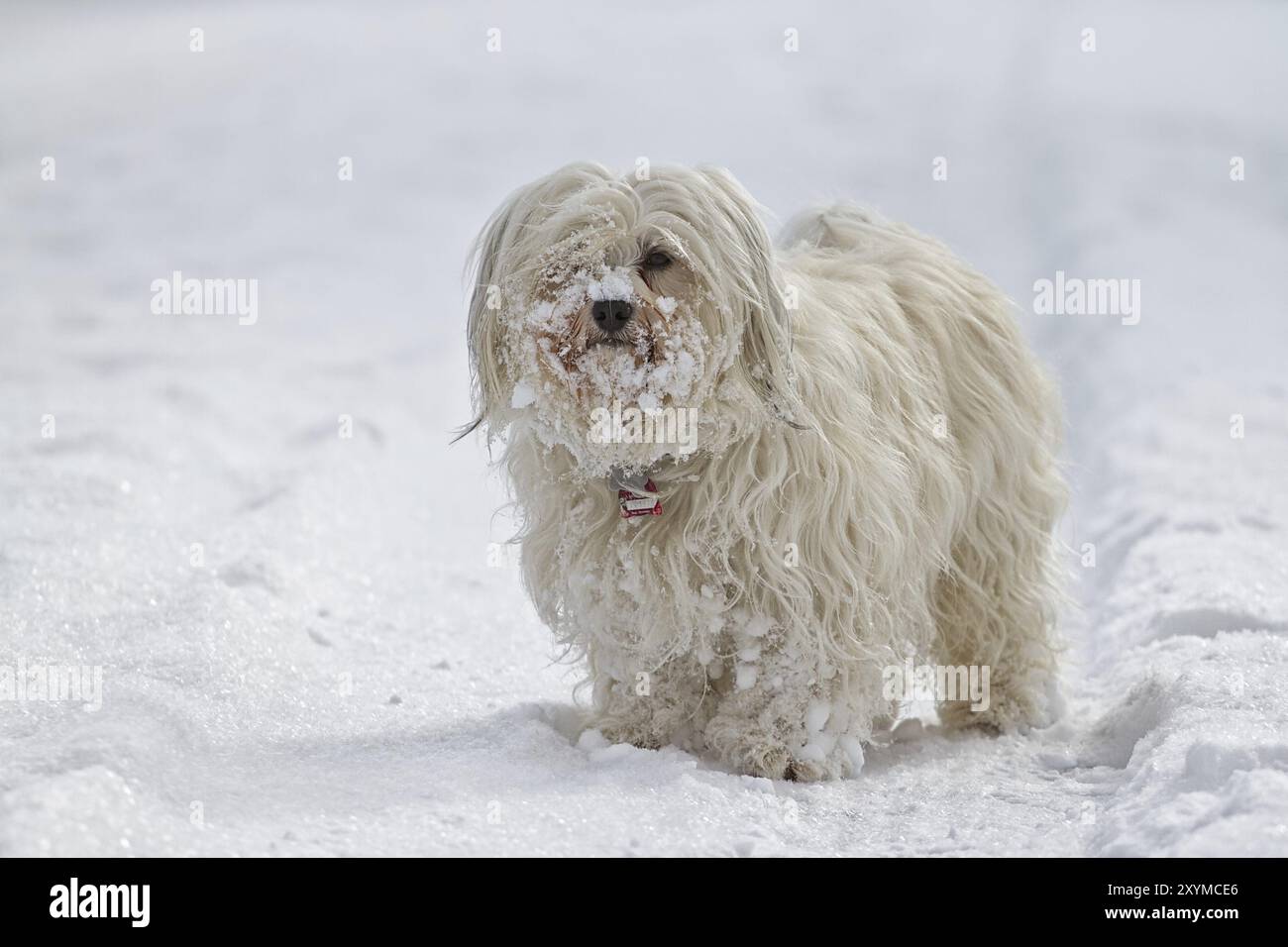 Dog (Havanese) standing in the snow and his fur is full of snowballs ...