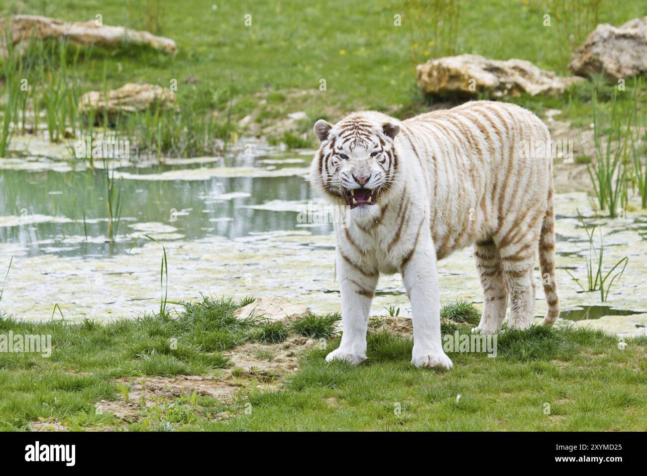 White Bengal tiger (Panthera tigris tigris Stock Photo - Alamy