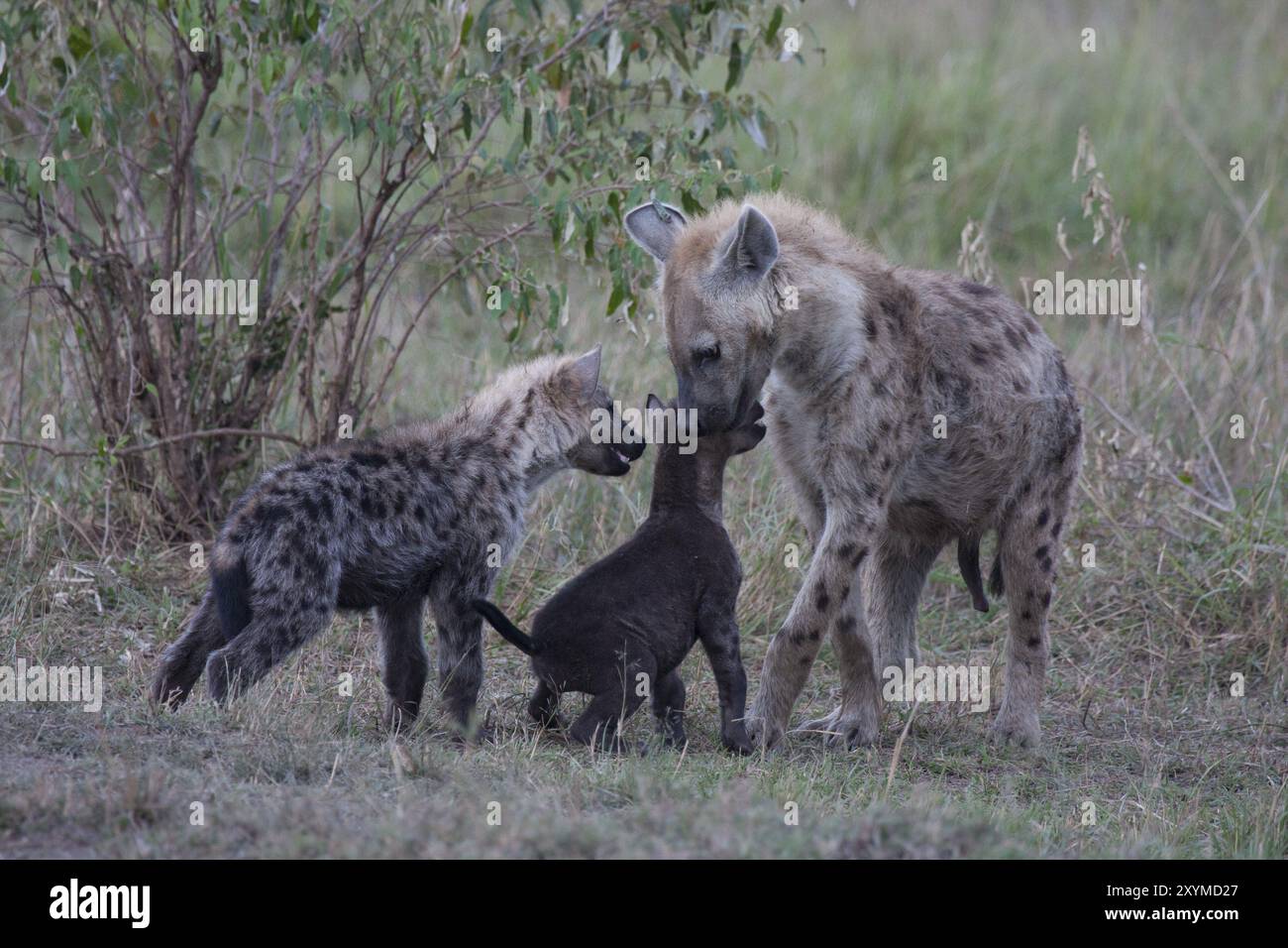 An adult hyena and two cubs play with each other Stock Photo - Alamy