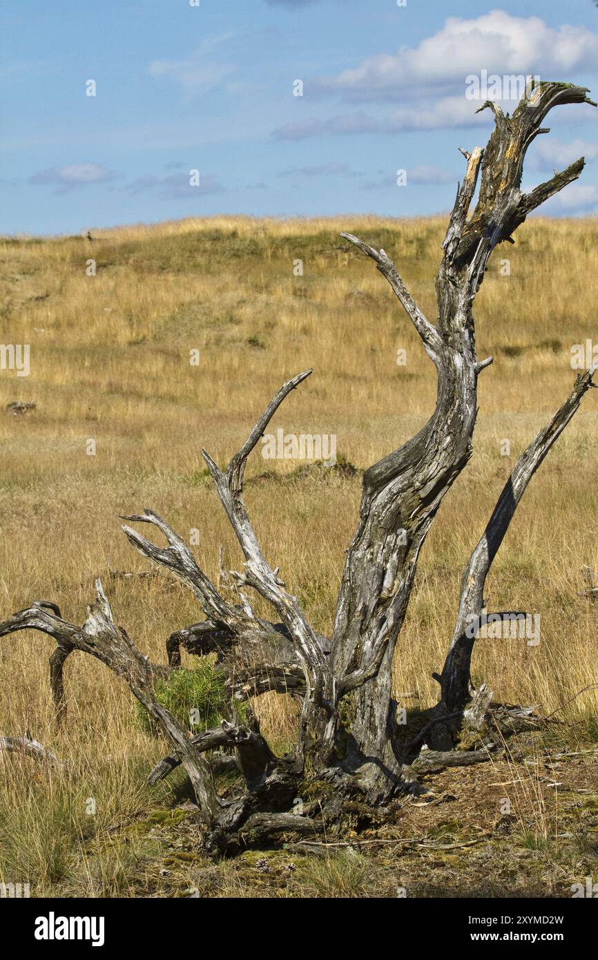 Dead tree in a steppe Stock Photo - Alamy