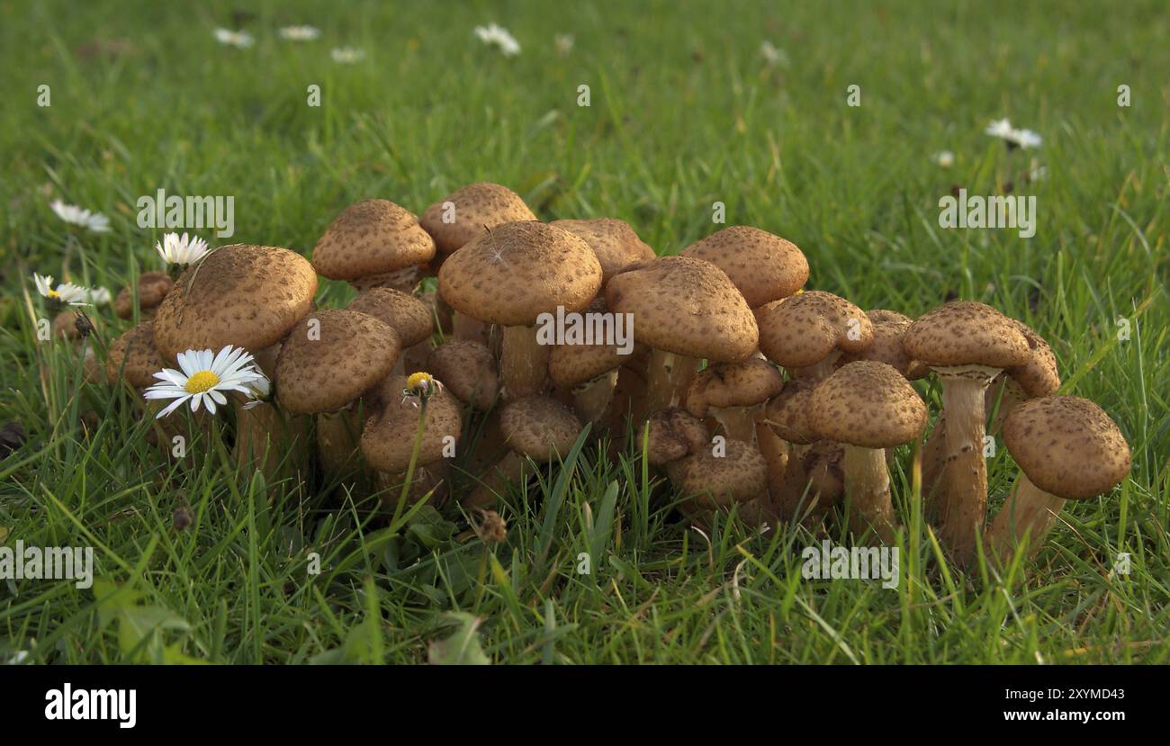 Armillaria ostoyae roots hi-res stock photography and images - Alamy
