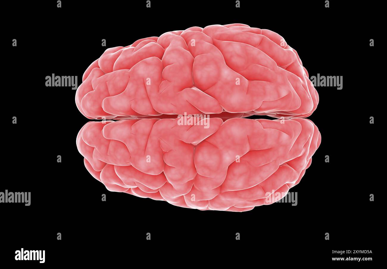 Human brain cells network hi-res stock photography and images - Alamy