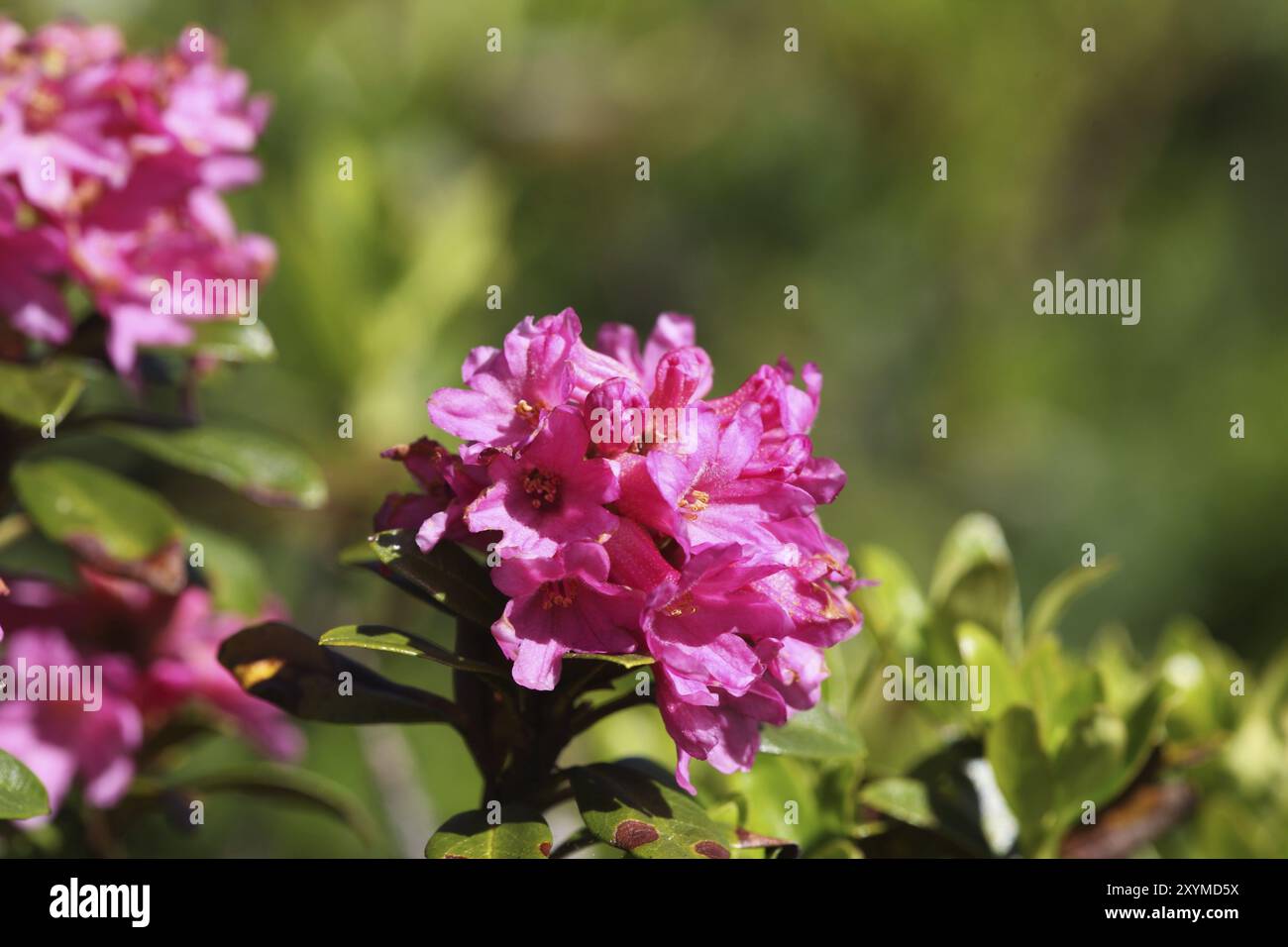 Rusty leaved alpenroses hi-res stock photography and images - Alamy