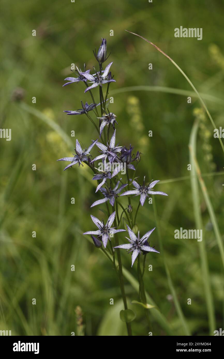 Blue marsh gentian hi-res stock photography and images - Alamy