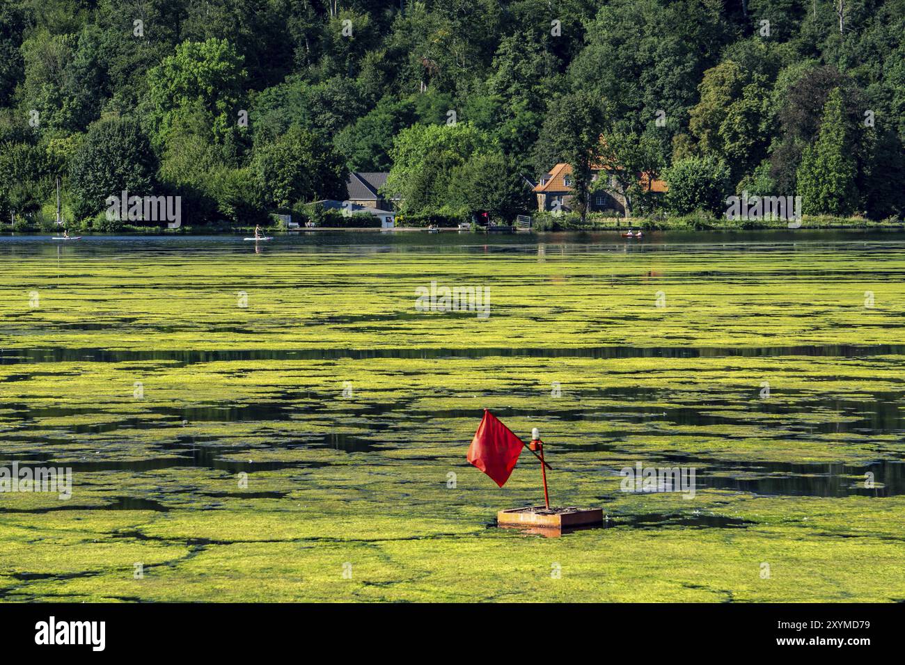 Elodea Invasive Elodea (Pond Weed) | Biology Supplies Darwin