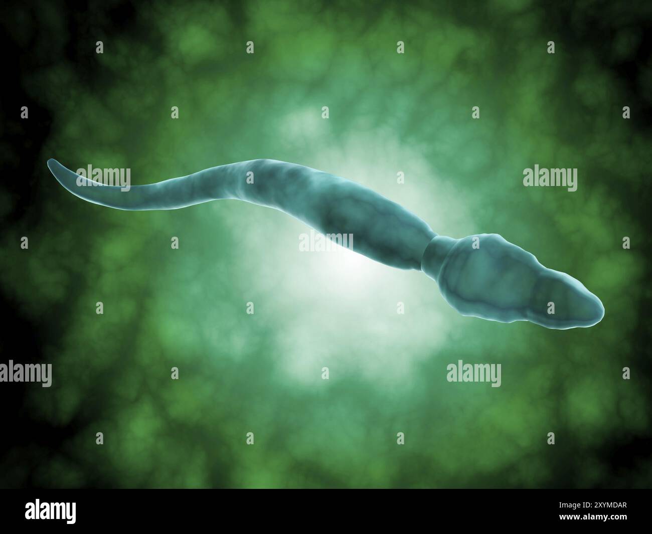 Microscopic view of a single male sperm cell Stock Photo - Alamy
