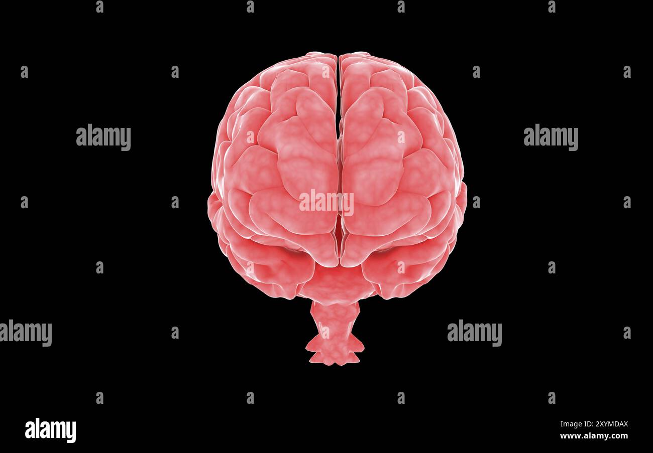 3d brain frontal view hi-res stock photography and images - Alamy
