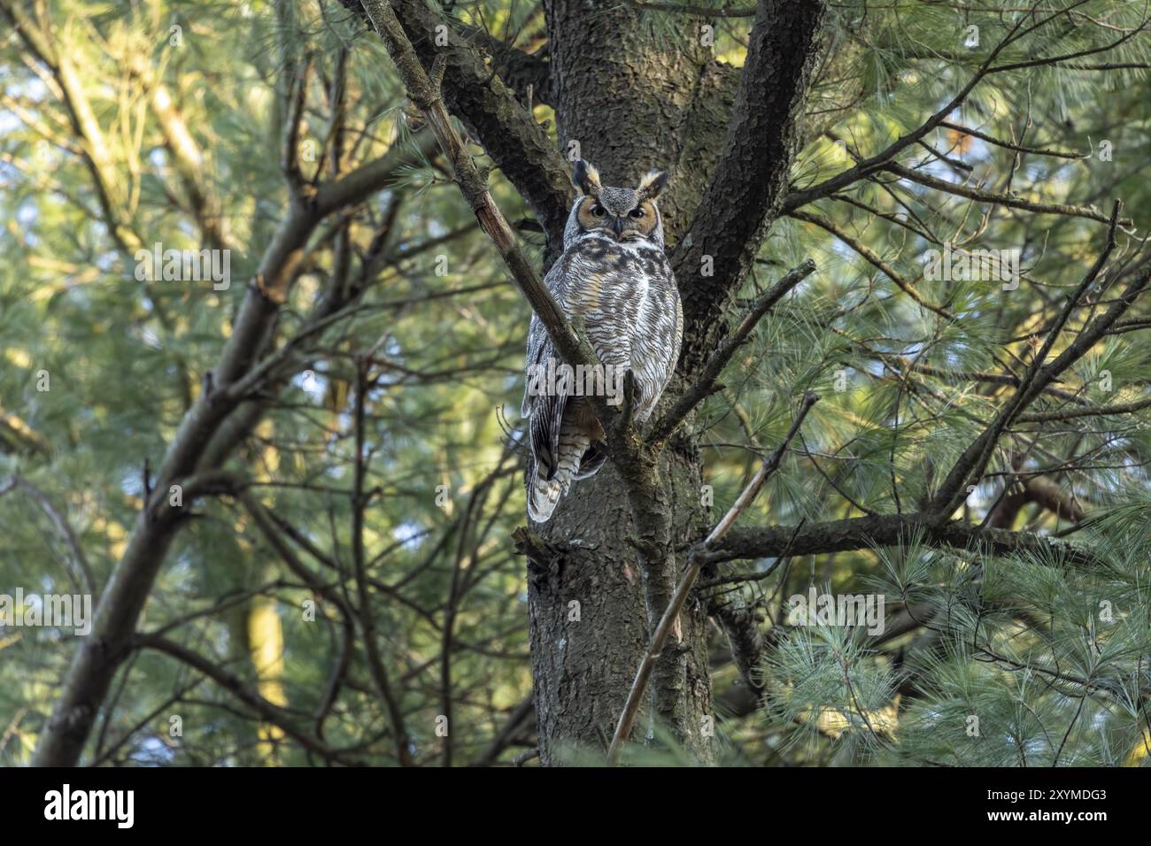 Natural scene from Wisconsin state park Stock Photo - Alamy