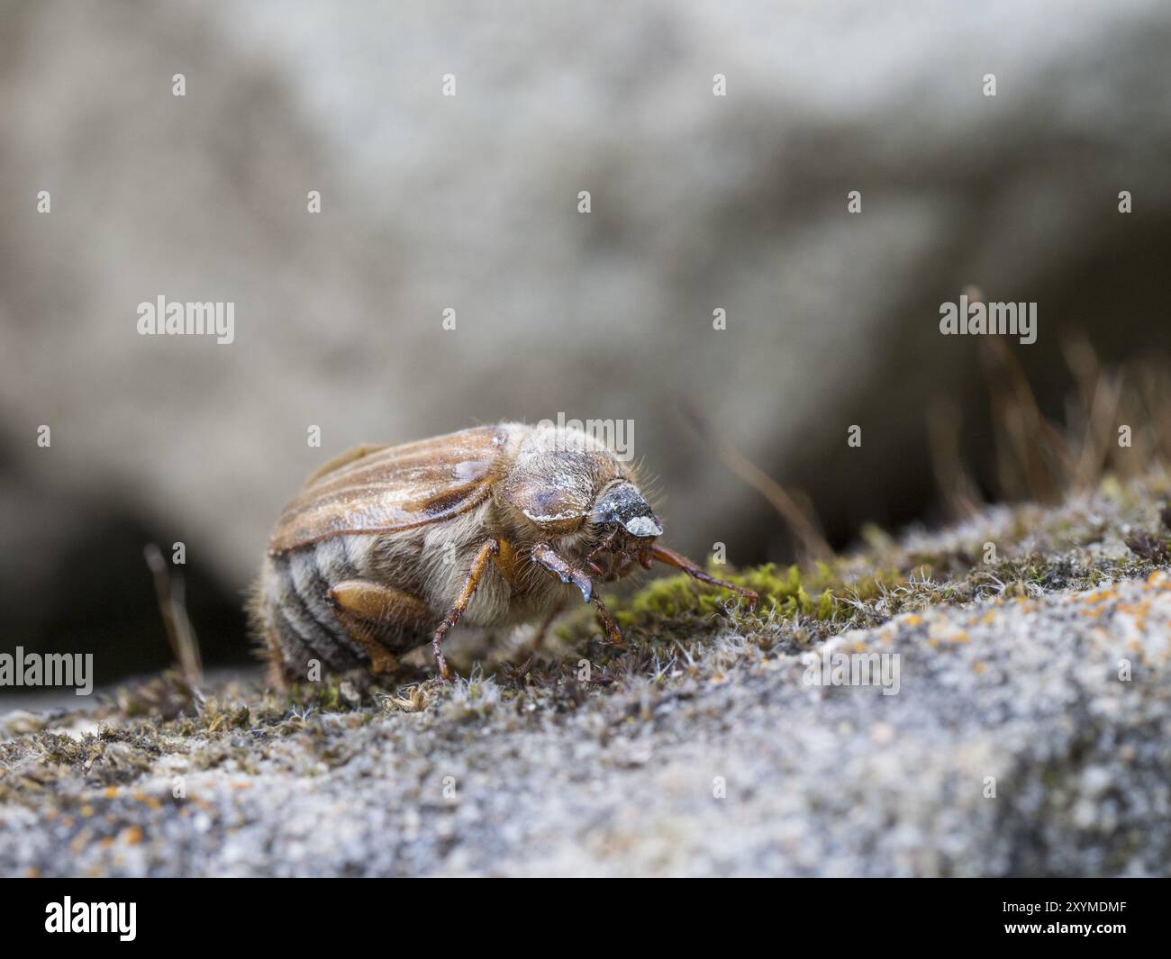 The European June beetle is also known as the June beetle Stock Photo ...