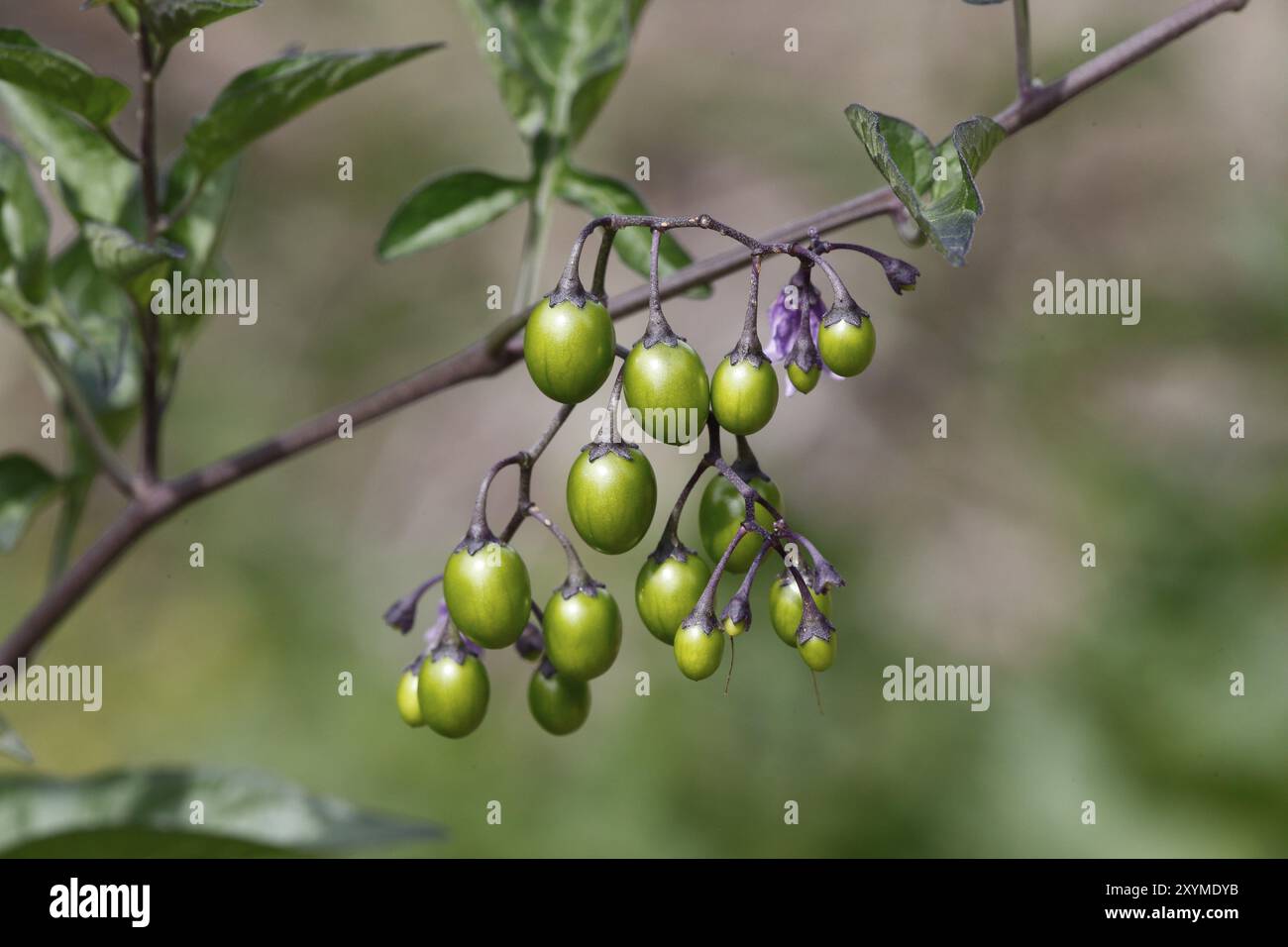 Poisonous bitter plants hi-res stock photography and images - Alamy