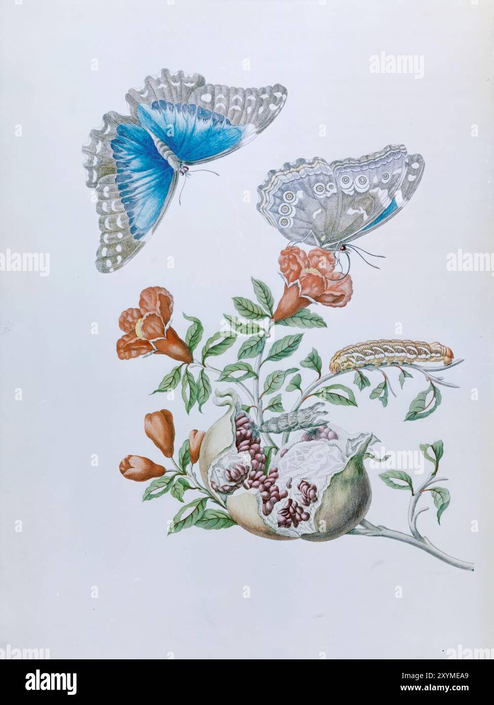 Maria Sibylla Merian. "Granaat-Boom", from: Metamorphisis Insectorum ...