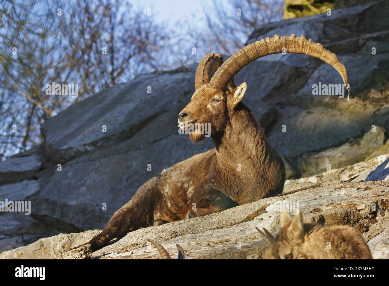 Ibexs habitat hi-res stock photography and images - Alamy