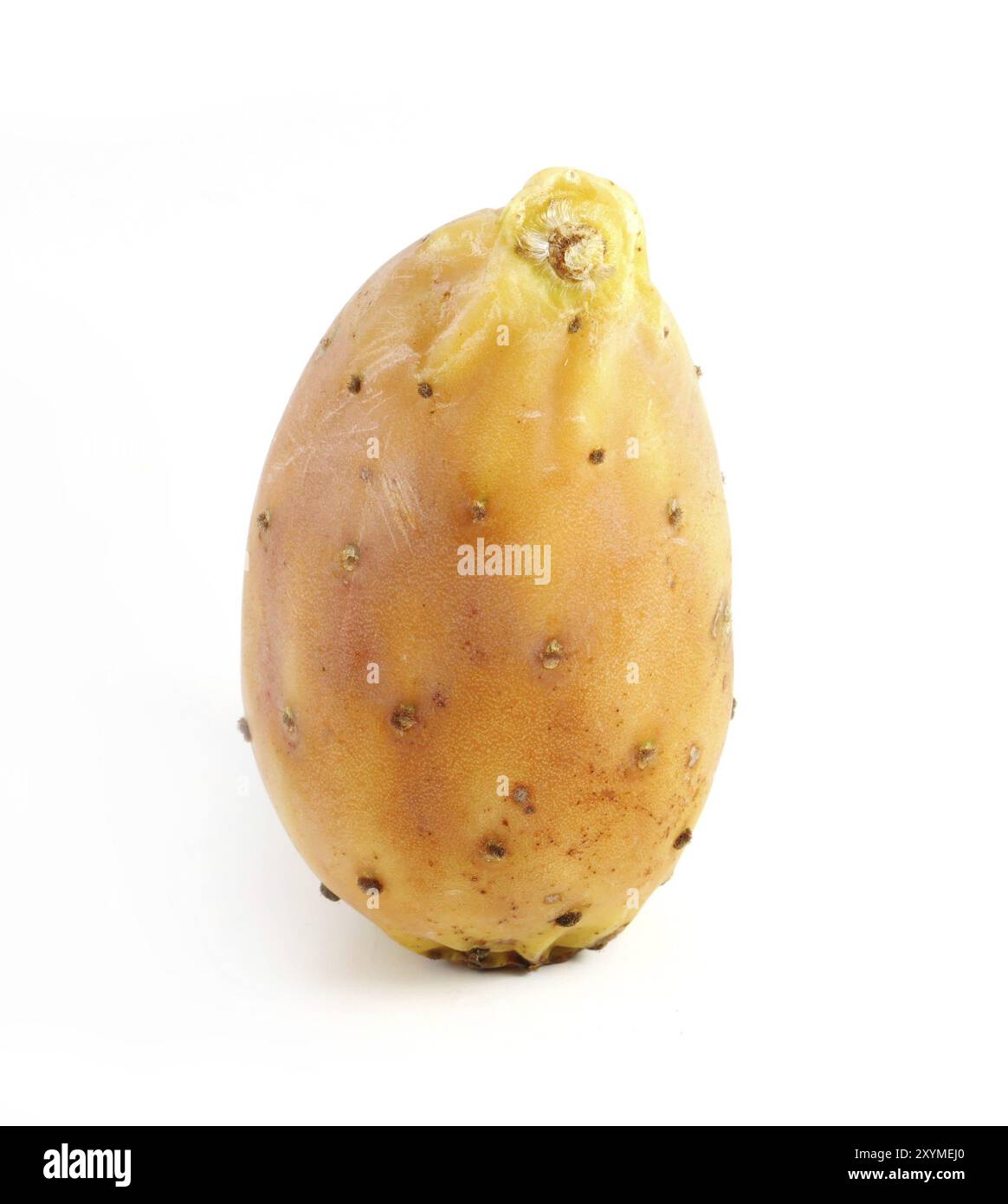 Prickly pears, single fruit standing upright, isolated on a white ...