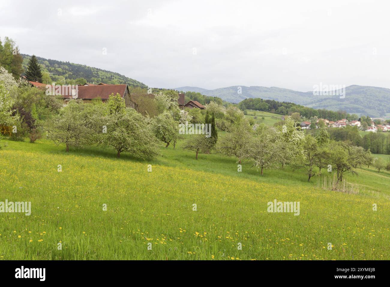 Orchards orchards hi-res stock photography and images - Alamy