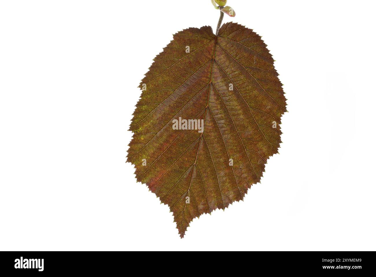 A single leaf of a wild hazel (Corylus maxima Stock Photo - Alamy