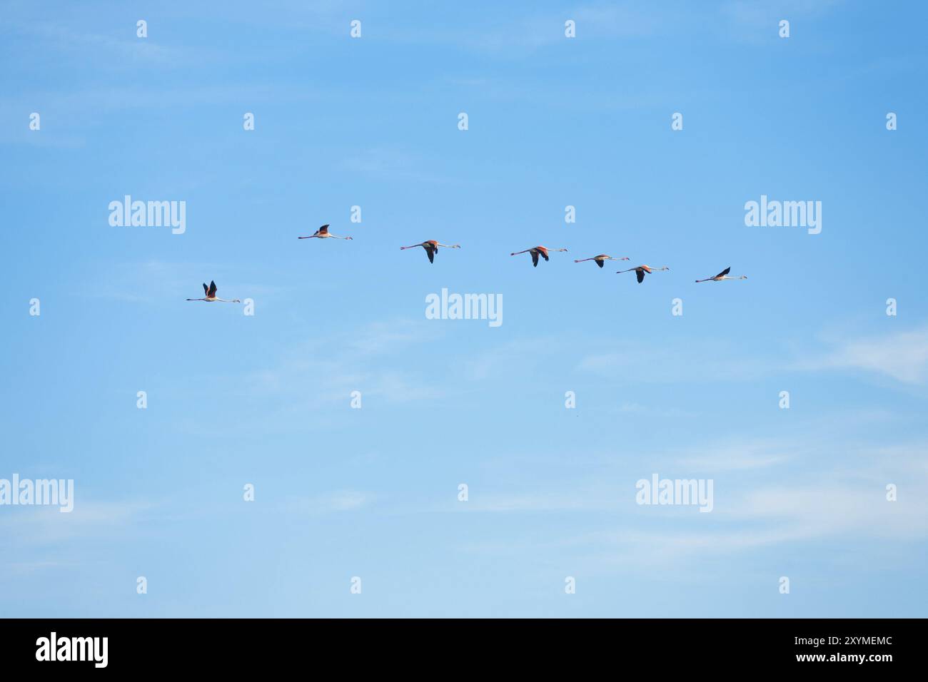 Flock birds flies in formation hi-res stock photography and images - Alamy