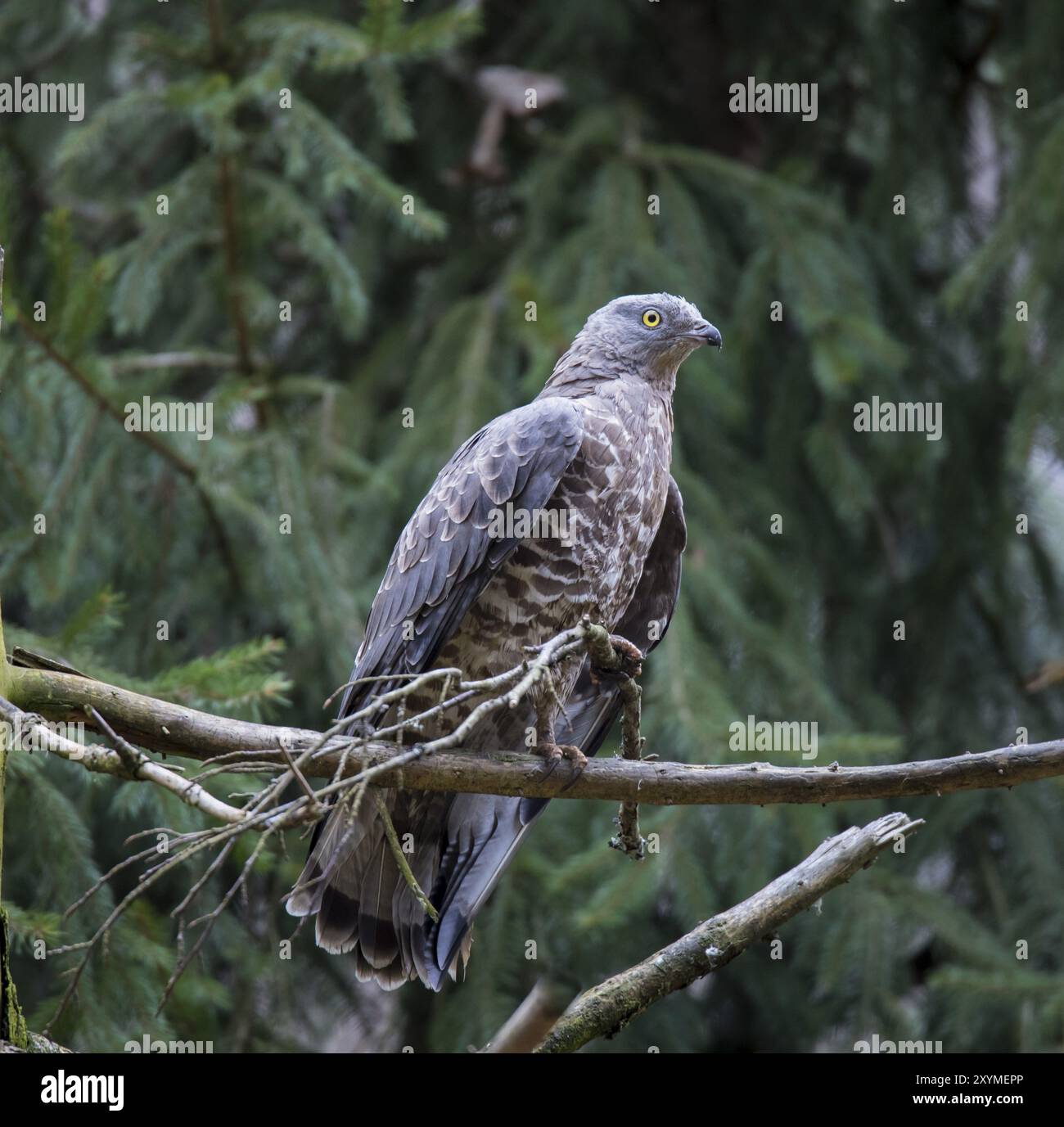 Honey buzzard, male, European honey buzzard, male, Pernis apivorus ...