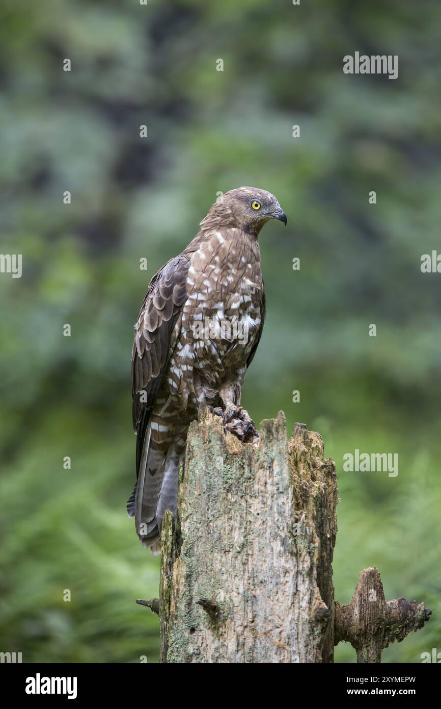 Honey buzzard, female, European honey buzzard, female, Pernis apivorus ...