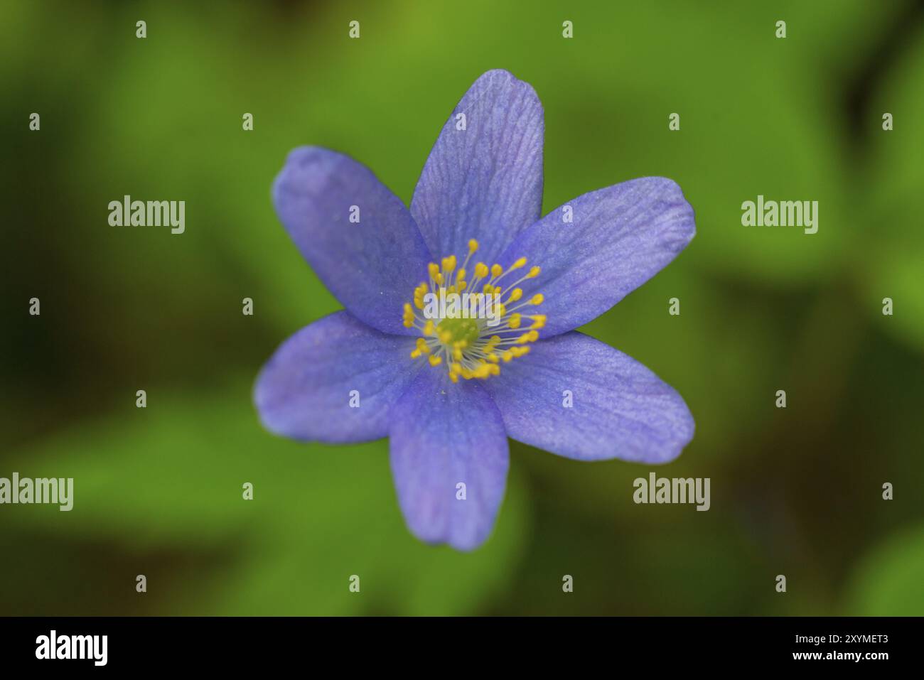Round lobe hepaticas hi-res stock photography and images - Alamy