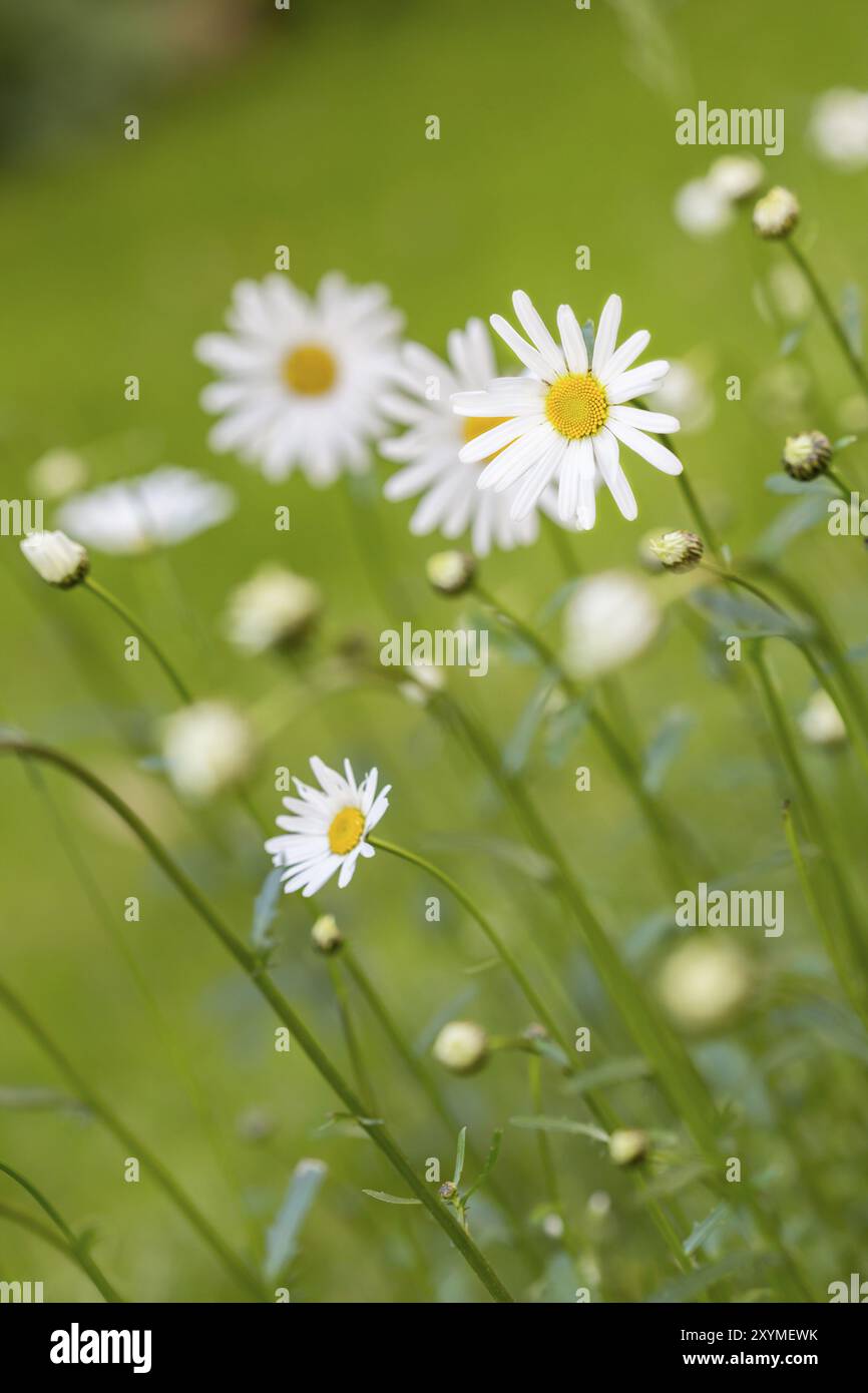 Margeriten hi-res stock photography and images - Alamy