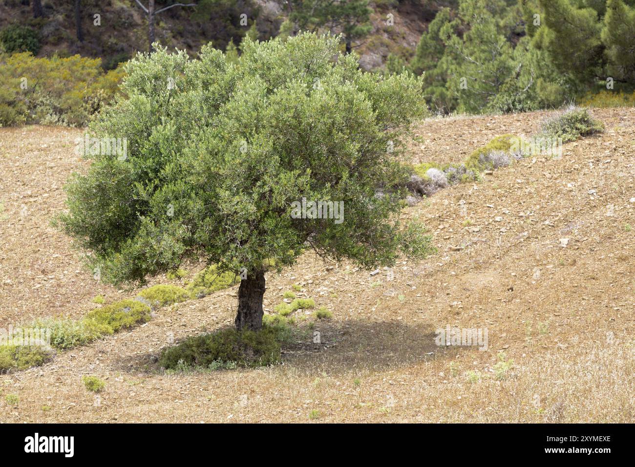 Burned olive tree hi-res stock photography and images - Alamy