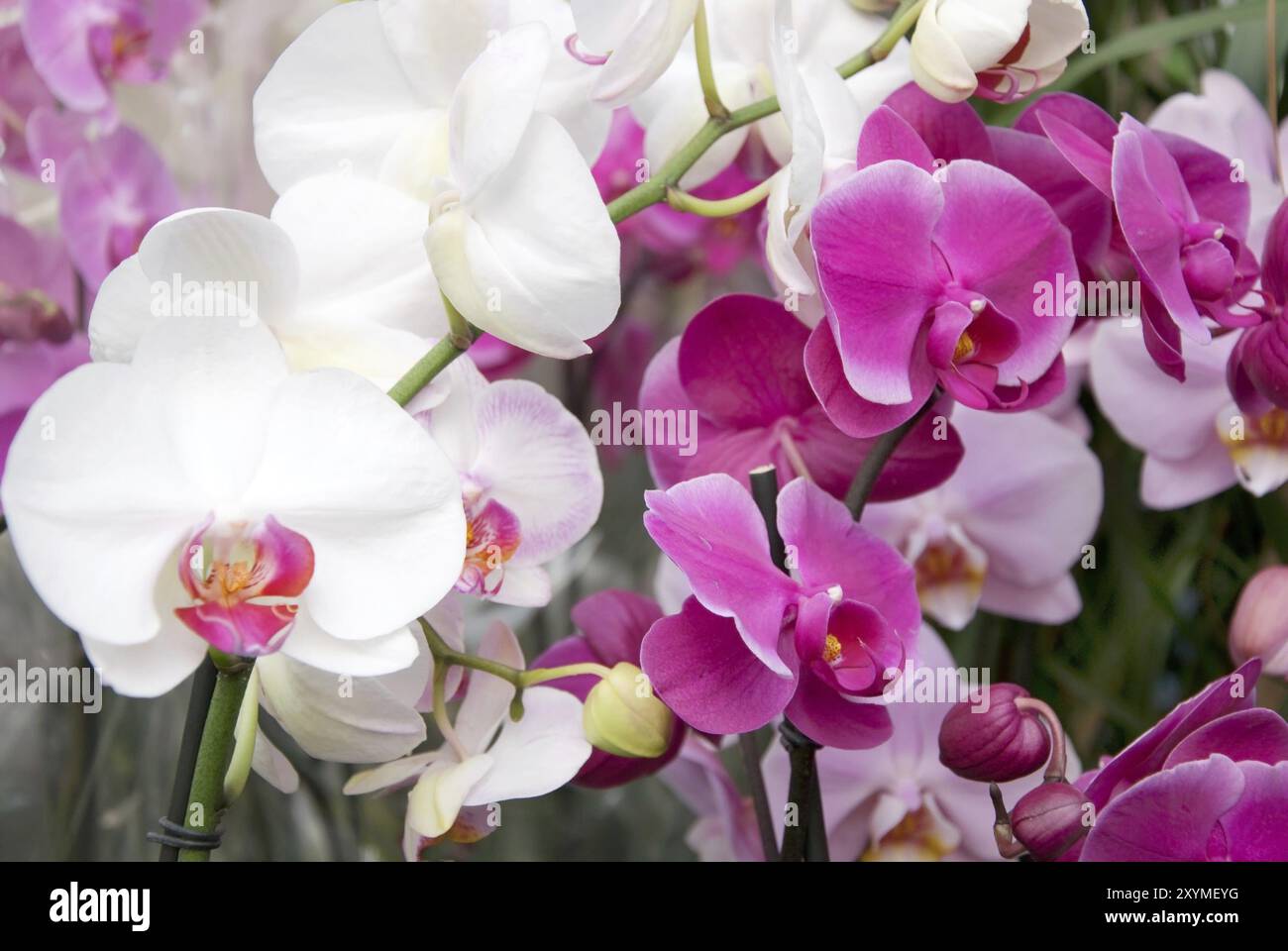 Row of orchids hi-res stock photography and images - Alamy