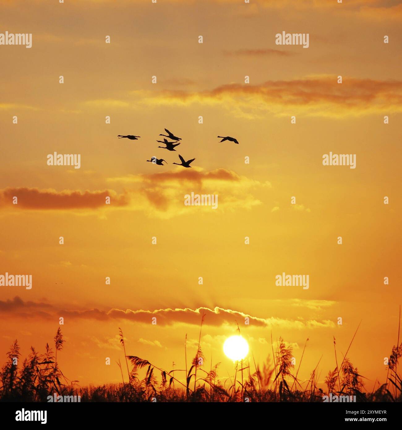 Geese flying in the sky hi-res stock photography and images - Alamy