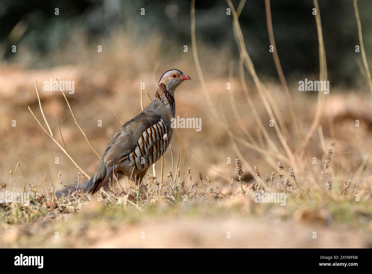 Wild grey partridge with chicks hi-res stock photography and images - Alamy