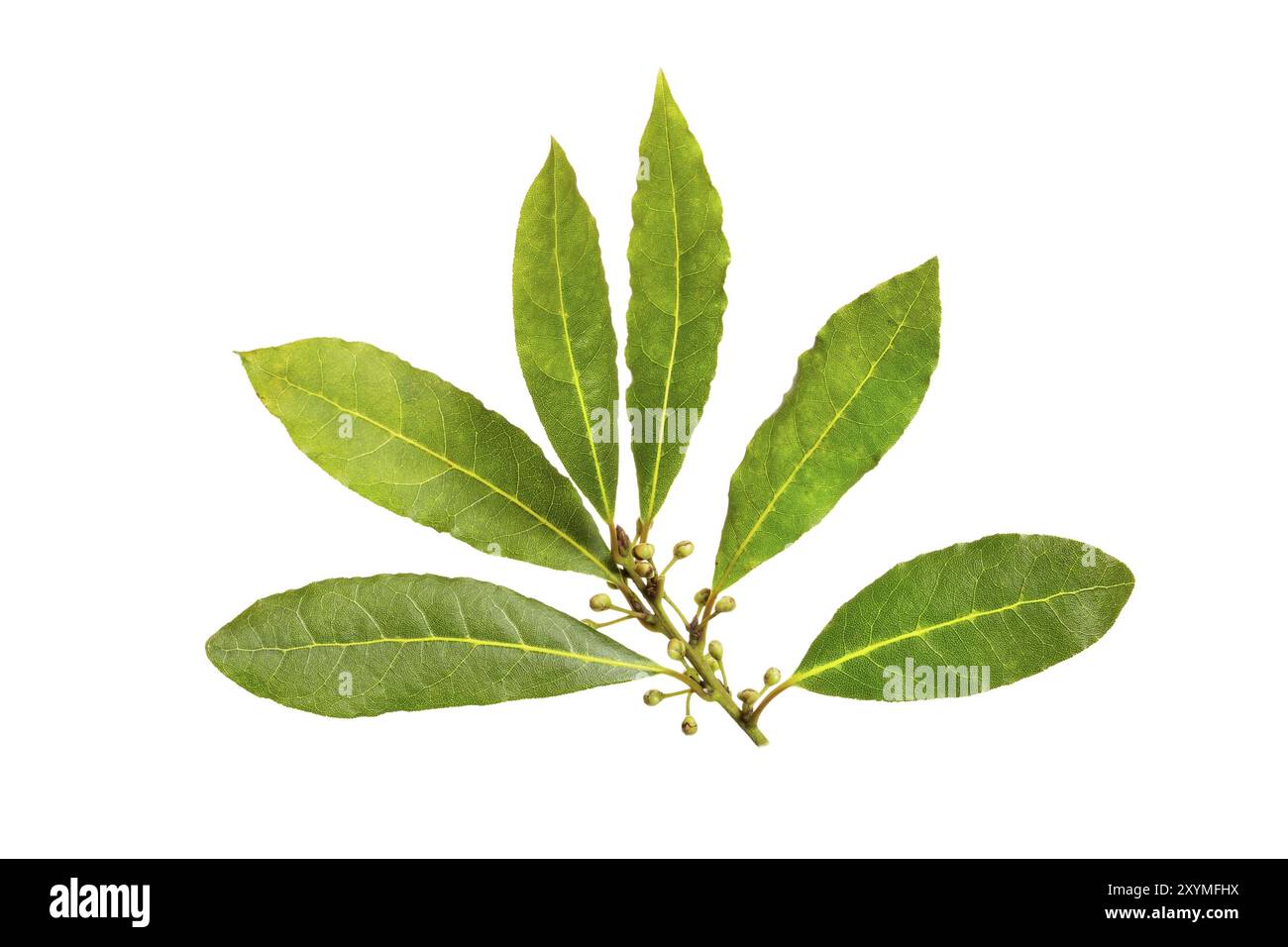Fresh bay laurel leaves isolated on white background. Laurus nobilis ...