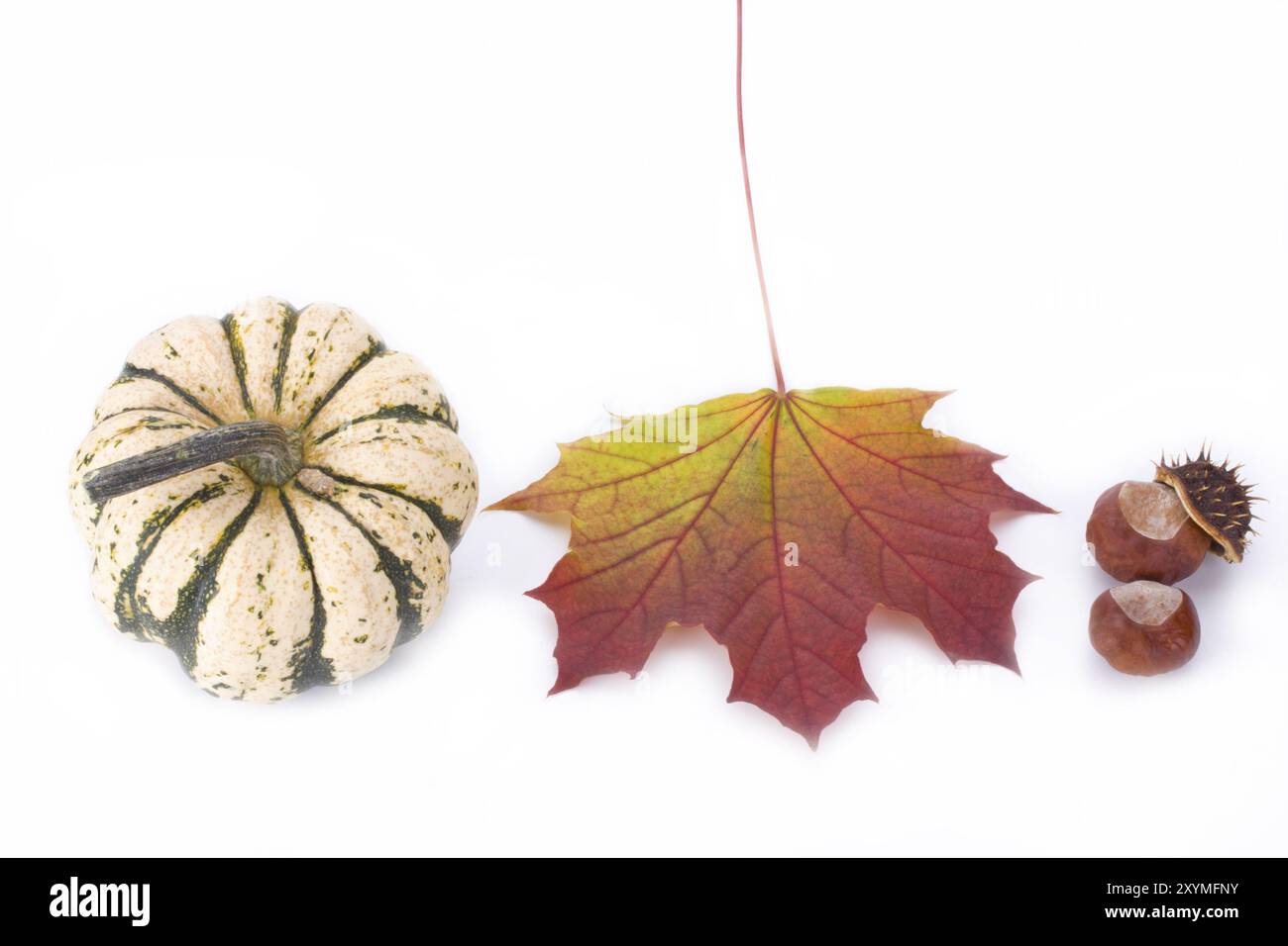 Pumpkin, maple leaf and chestnut on white background Stock Photo - Alamy