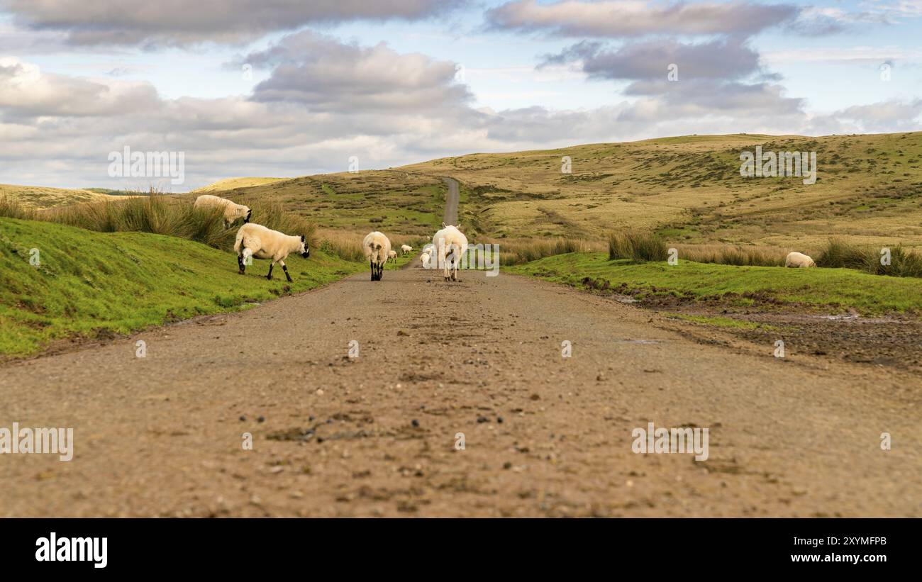 Sheep walking on a country road between Trecastle and Llanddeusant in ...