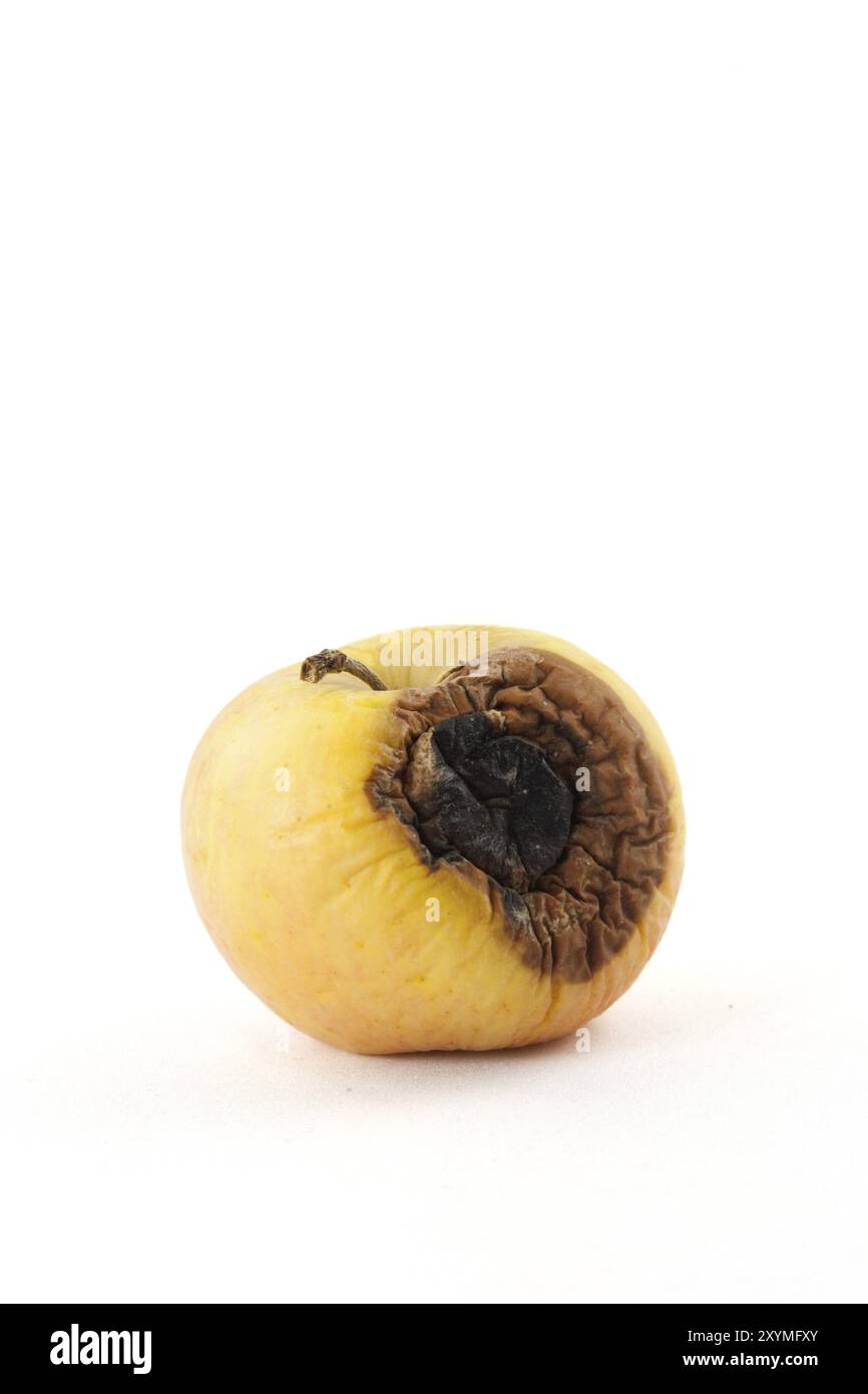 An apple rotten on one half. Good to use as a symbol. An apple on a ...