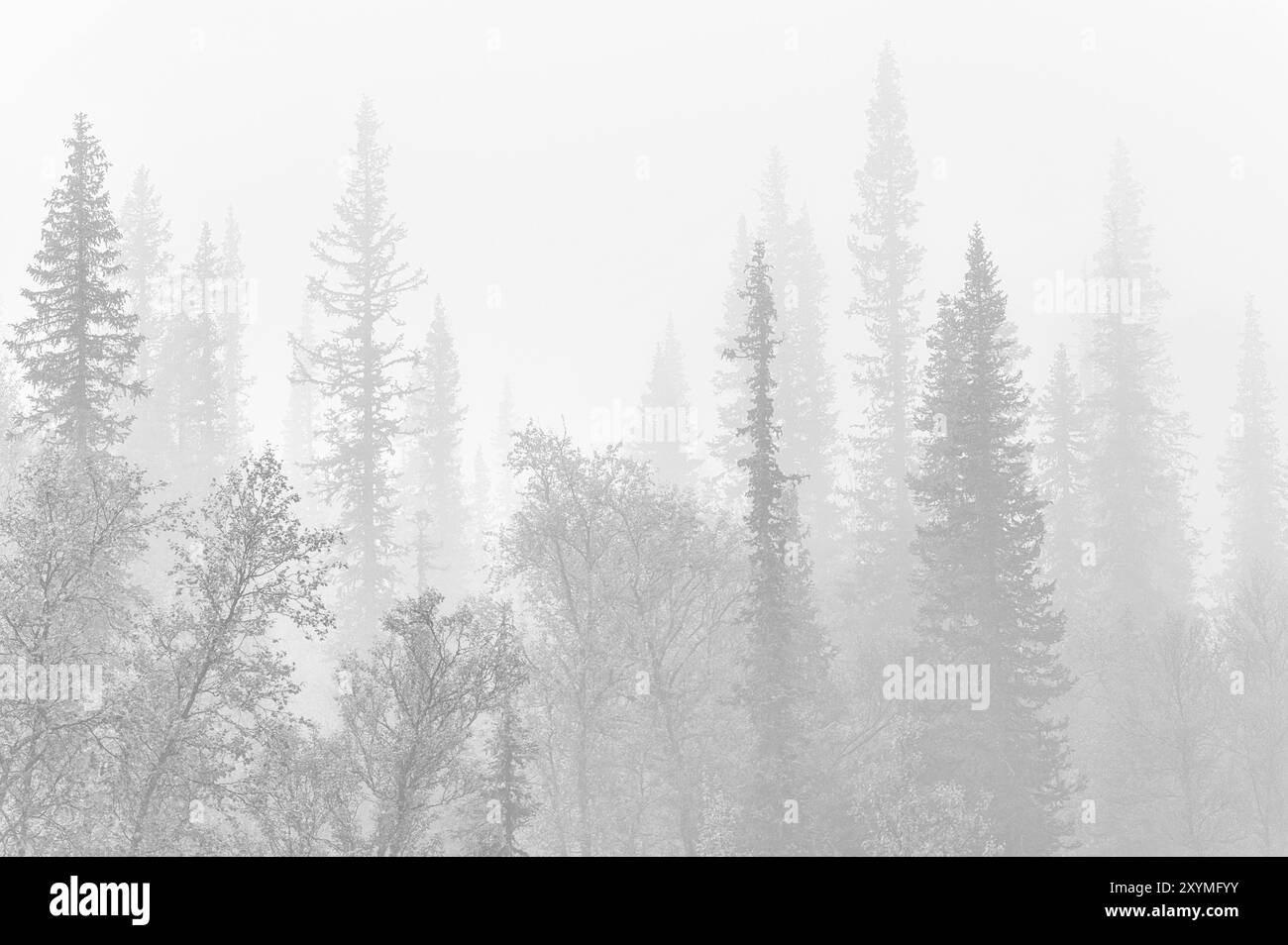 Open coniferous forests Black and White Stock Photos & Images - Alamy