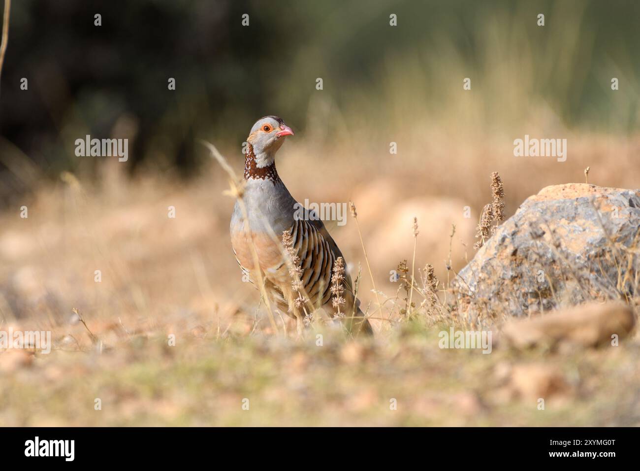 Barbary Partridge (Alectoris Barbara) in the wild Stock Photo - Alamy