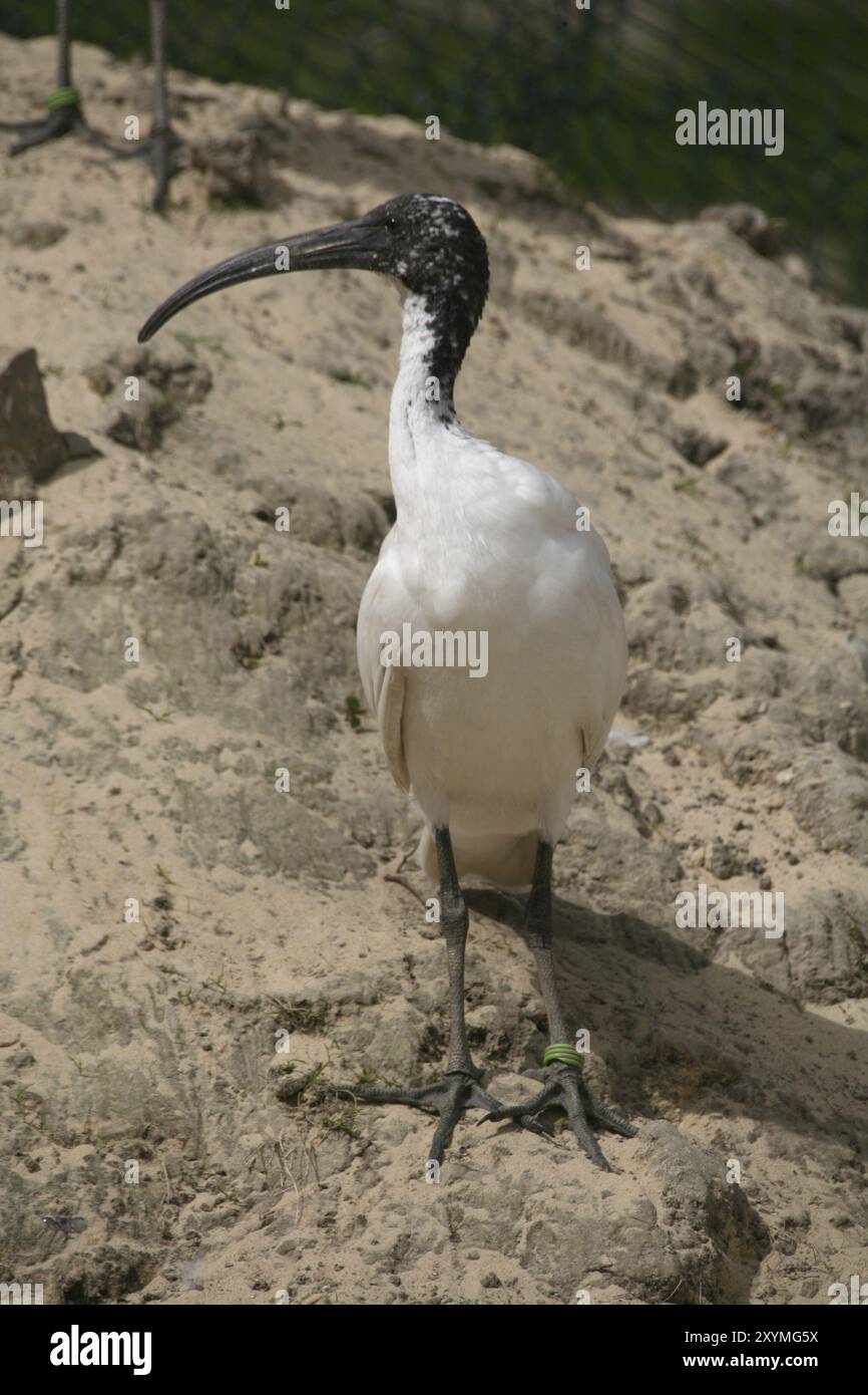 Sacred bird of the ancient Egyptians Stock Photo - Alamy