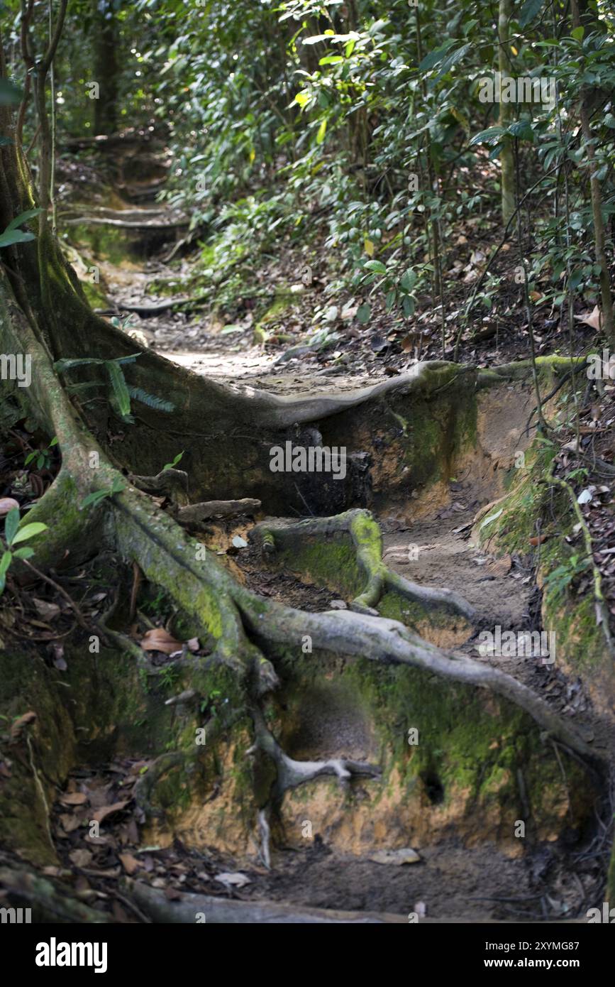 Jungle path through the rainforest Stock Photo - Alamy