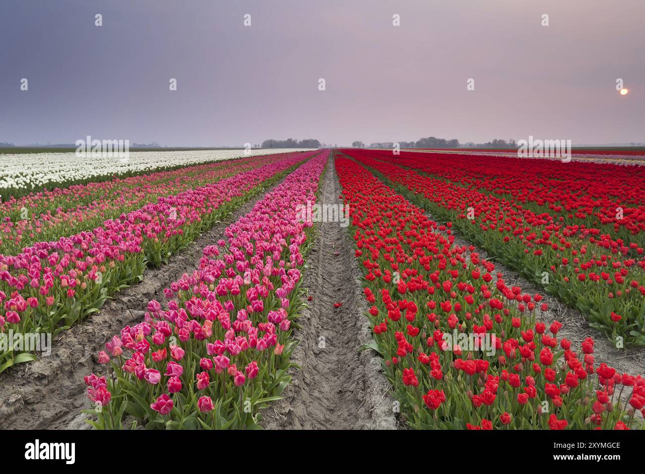 Dawn over tulip fields hi-res stock photography and images - Alamy