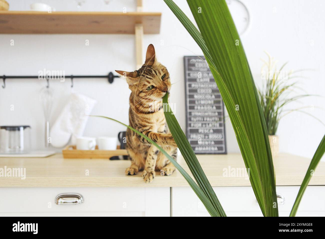 Beautiful bengal cat on white kitchen table with the palm plant Stock ...