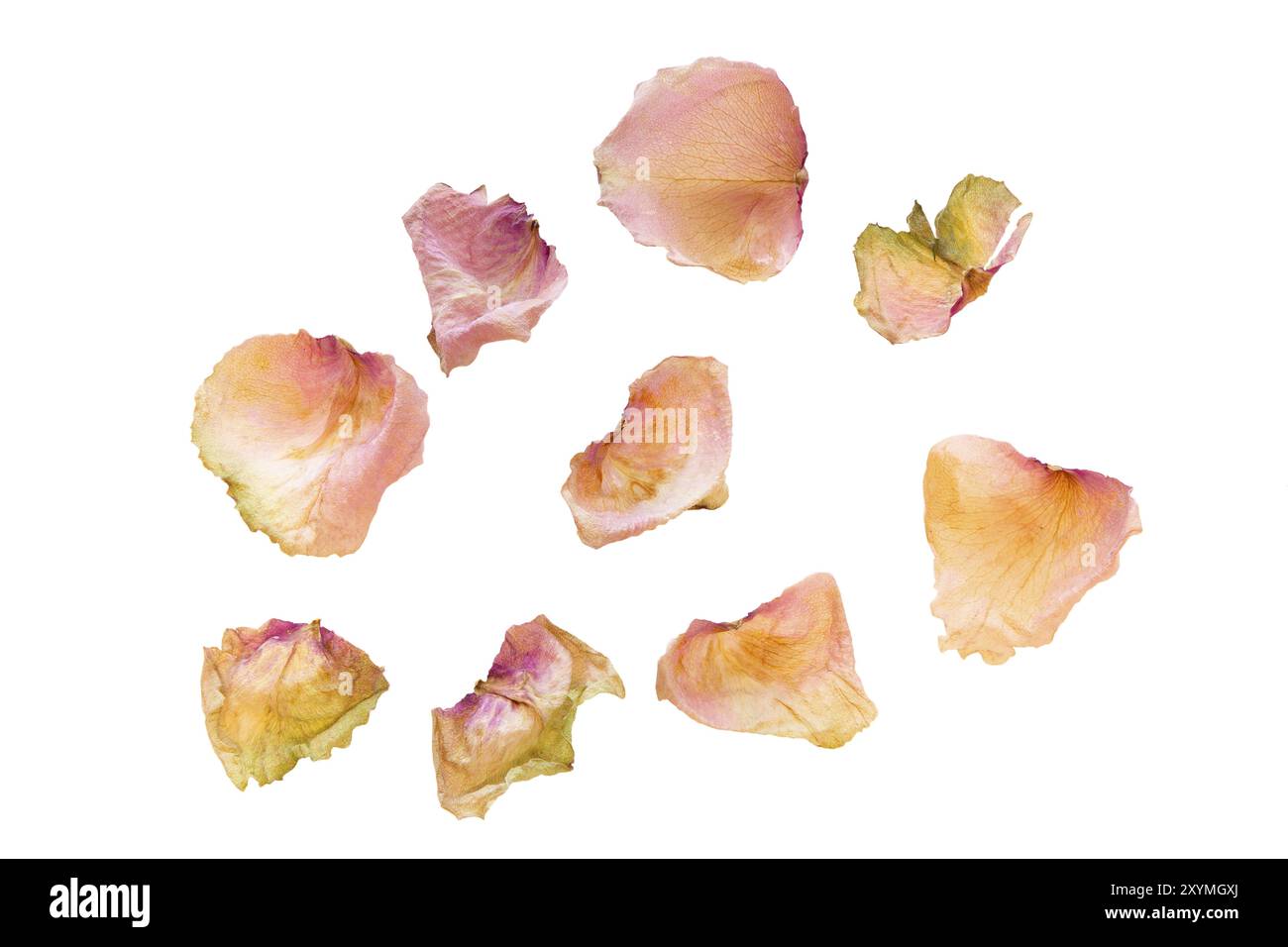 Withered petals of a rose on a white background Stock Photo - Alamy