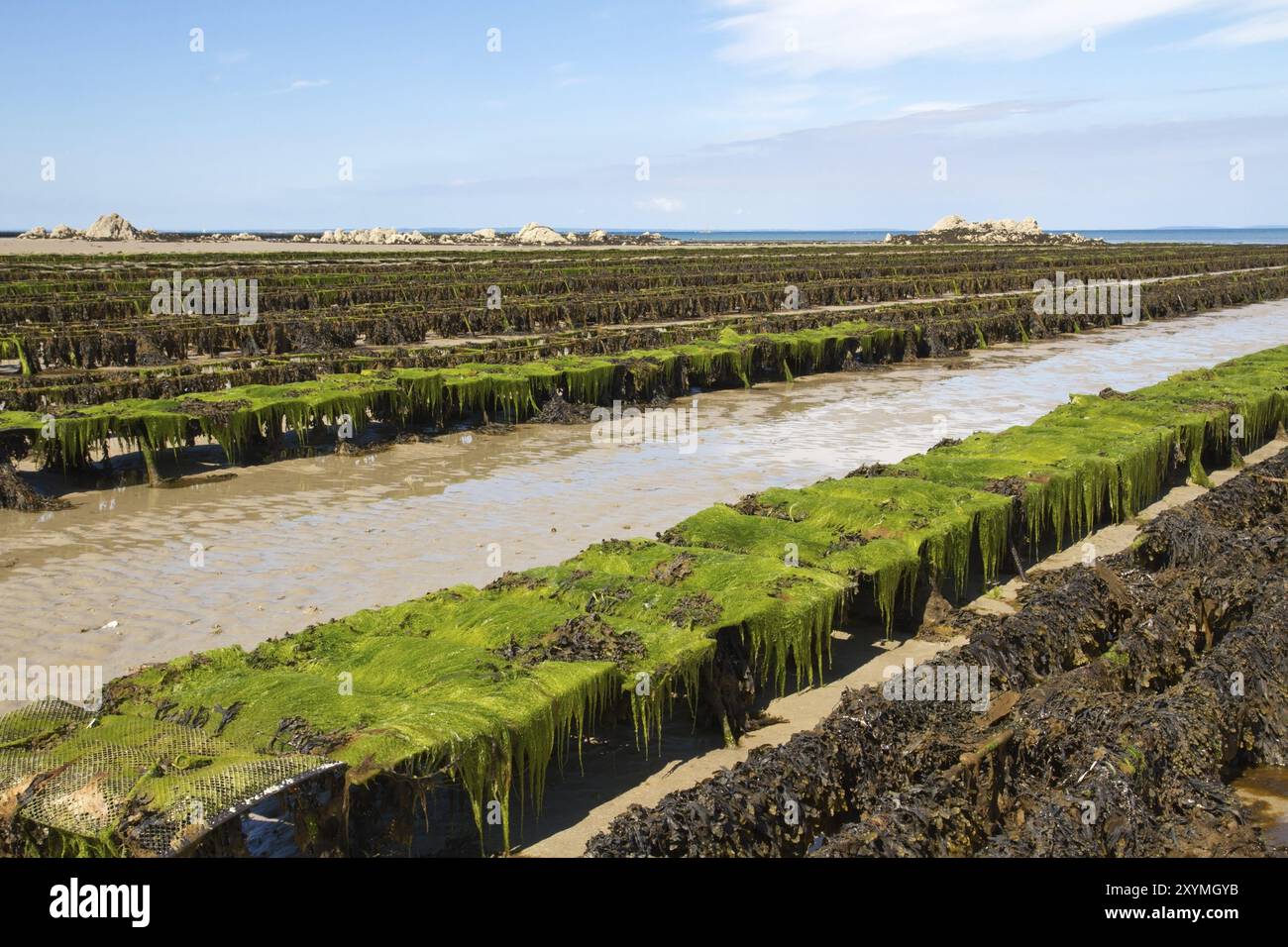 Oyster farm on the Channel Island of Jersey Stock Photo - Alamy